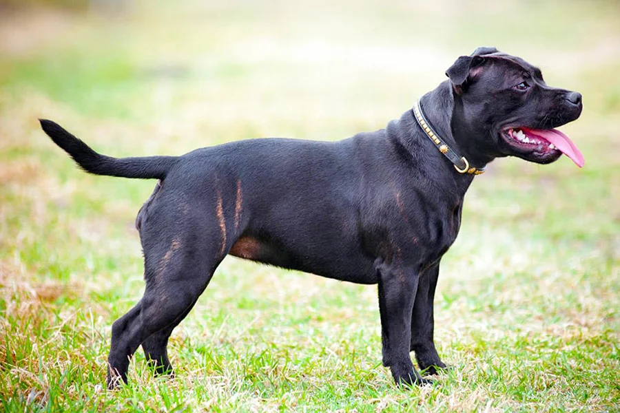 Staffordshire Bull Terrier - Guía completa de la raza