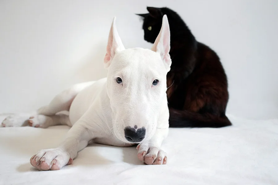 Bull terrier | Origen, características y temperamento de la raza