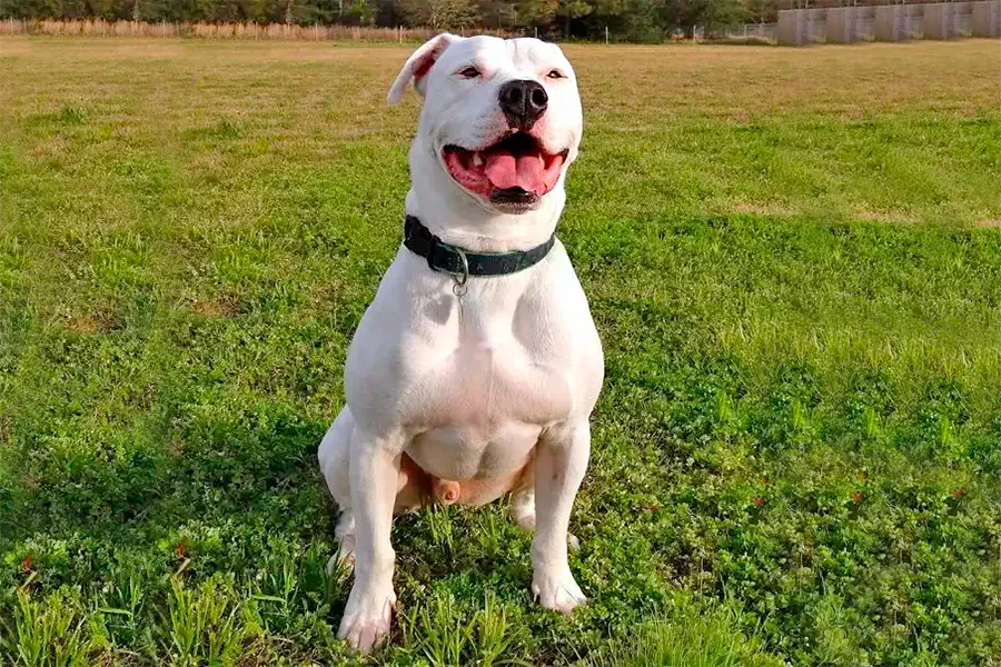 Pit bull Cobra - Guía completa de la raza