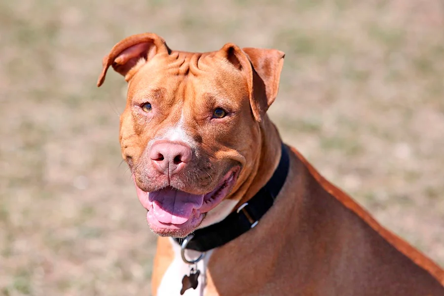 Pit bull Red Nose - Información sobre la raza